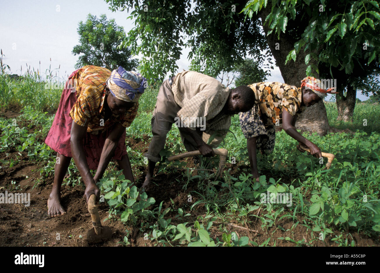 Painet ik0246 ghana family cultivating soja beans bongo village ...