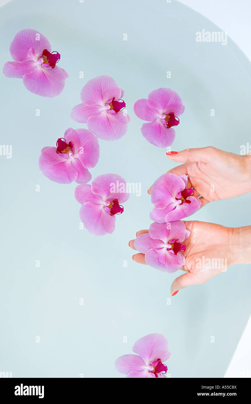 Orchids floating on water Stock Photo - Alamy