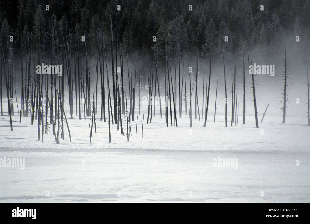 Moribund hi-res stock photography and images - Alamy