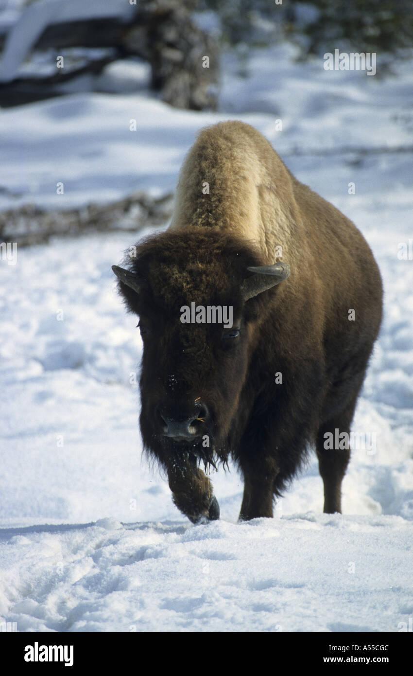 Bison walking through snow hi-res stock photography and images - Alamy