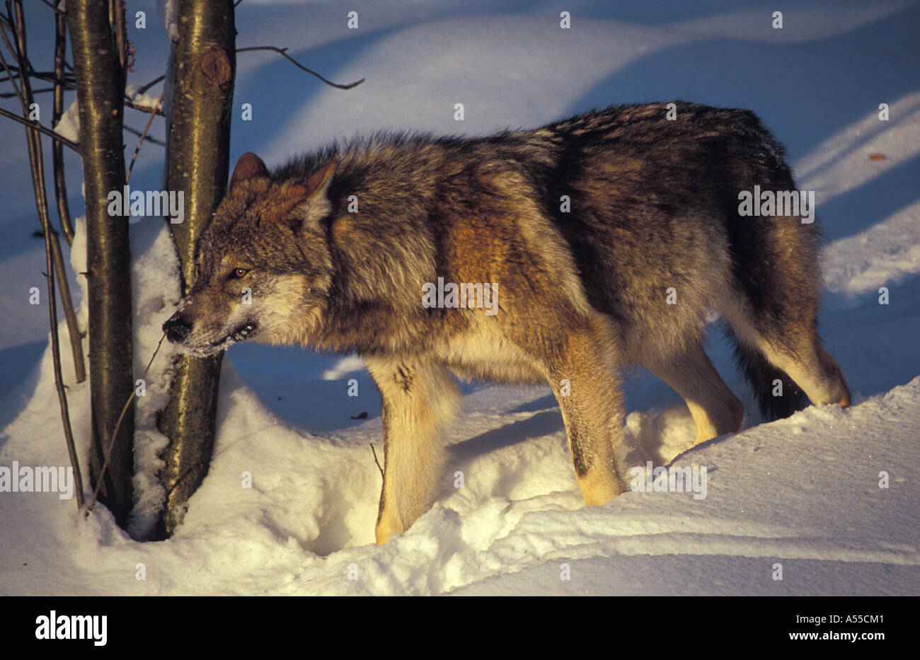 Wolf in snow Stock Photo - Alamy
