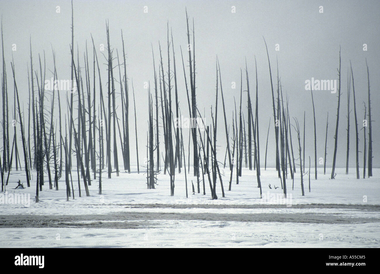 Moribund hi-res stock photography and images - Alamy