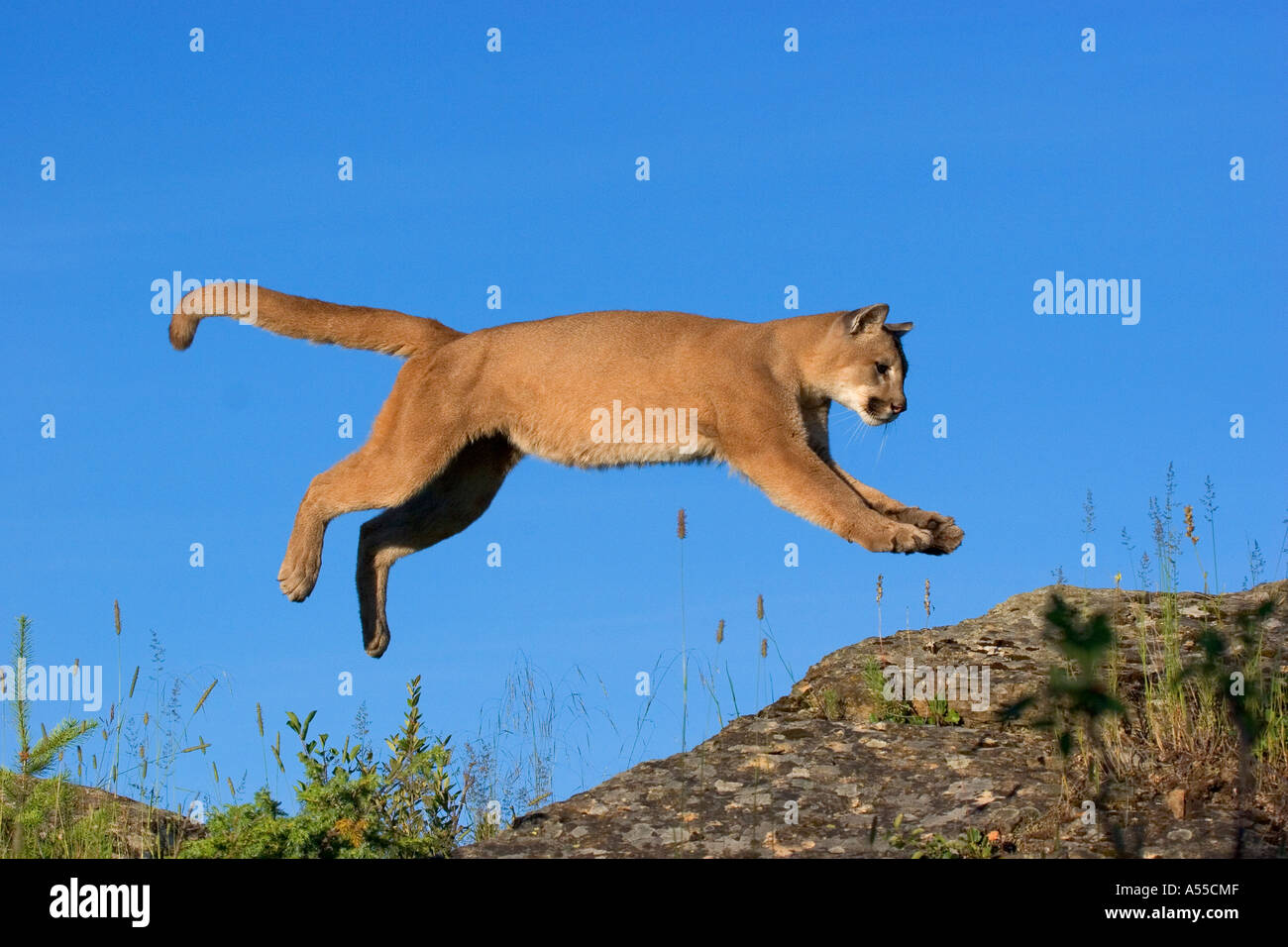 Lion Jump Prey High Resolution Stock Photography and Images - Alamy