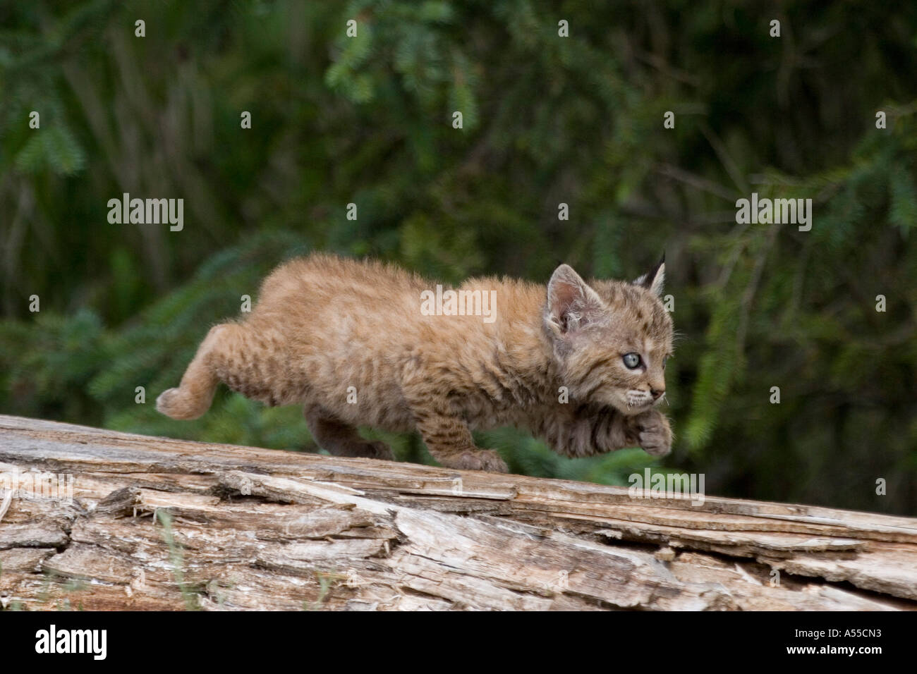Bobcat stalking hi-res stock photography and images - Alamy