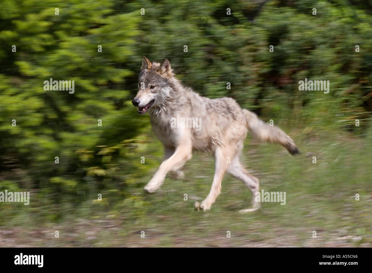 Blurred running wolf hi-res stock photography and images - Alamy