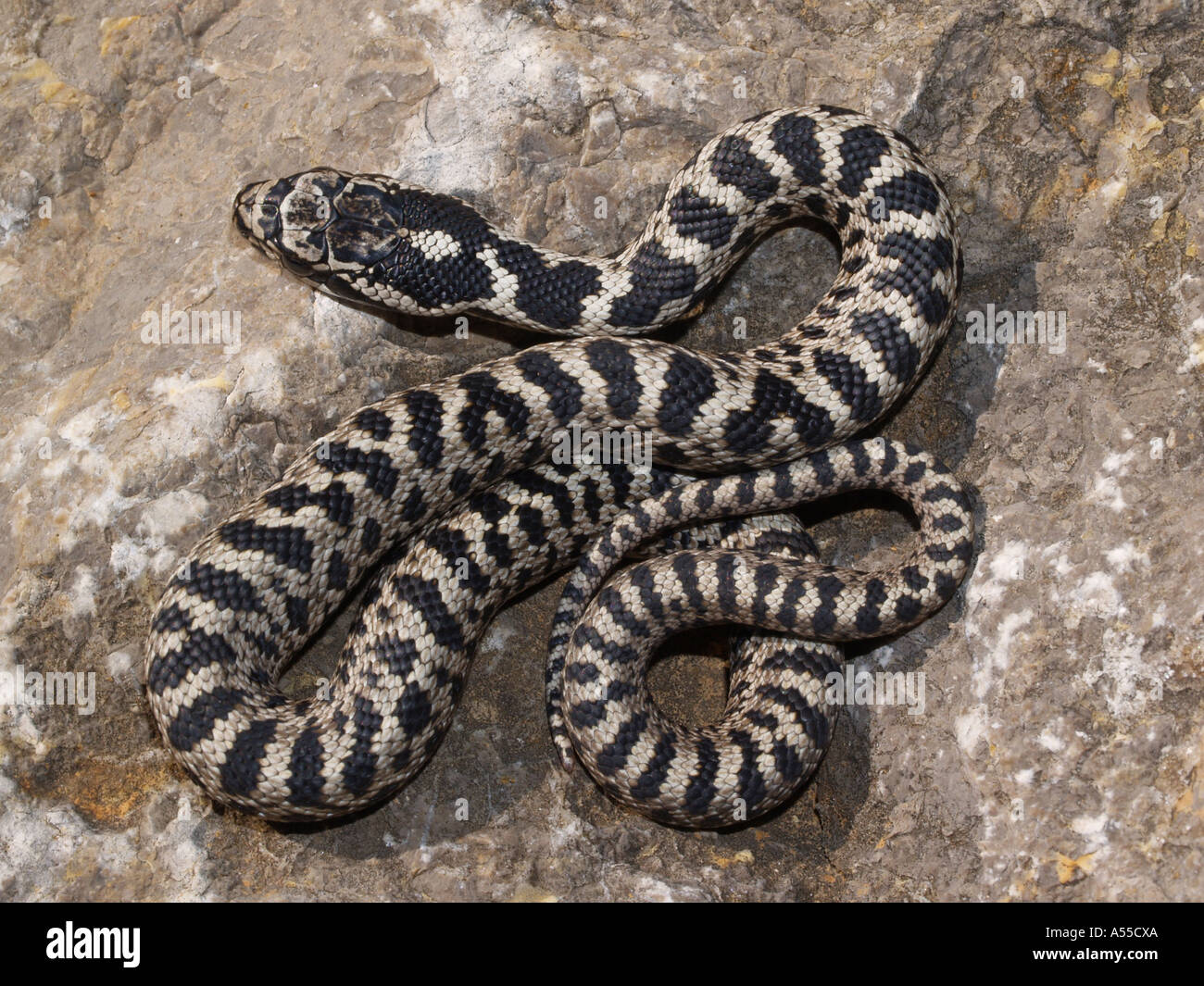 Elaphe Quatuorlineata High Resolution Stock Photography and Images - Alamy