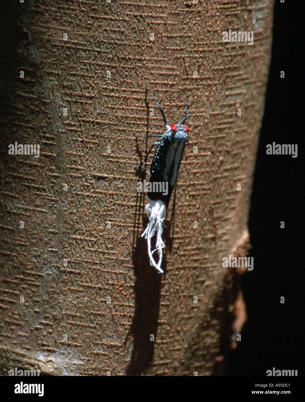 Bug, Iquitos, Peru Stock Photo - Alamy