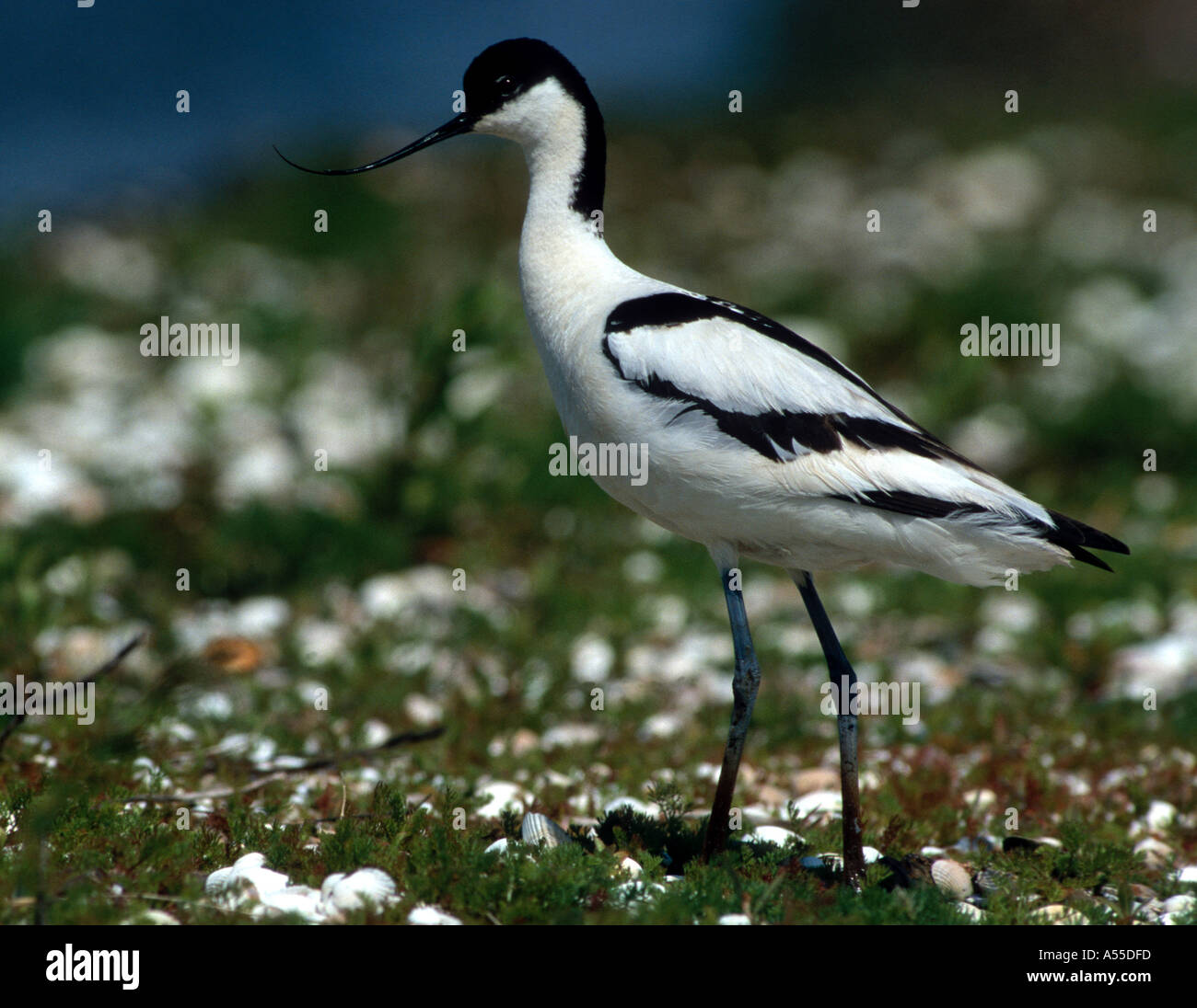 Avocat in Holland Stock Photo - Alamy