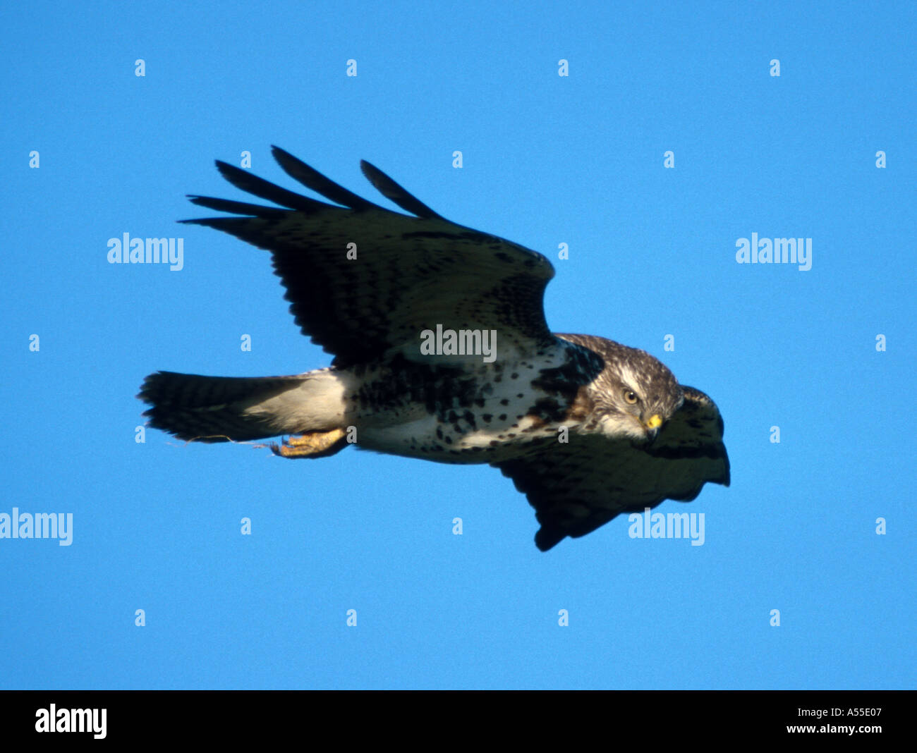 Common Buzzard flying Stock Photo - Alamy
