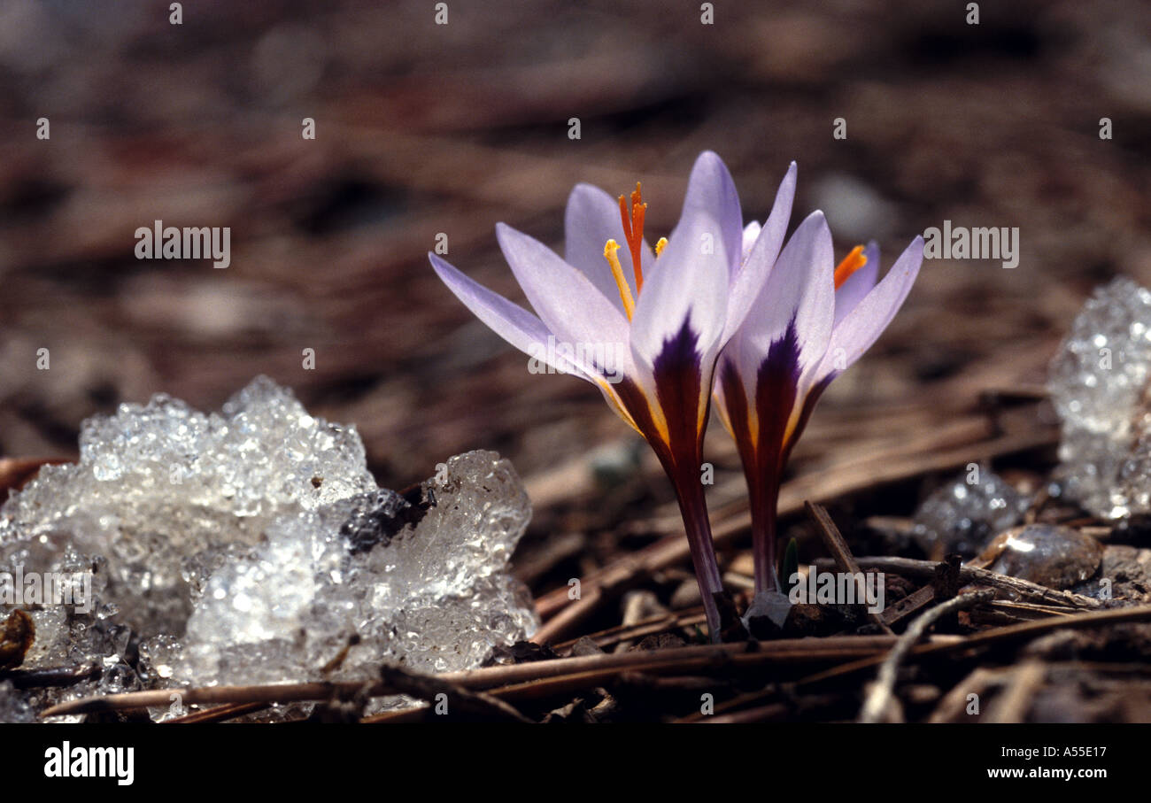 Wild crocus in the snow This picture was made in spring in Cyprus Stock ...