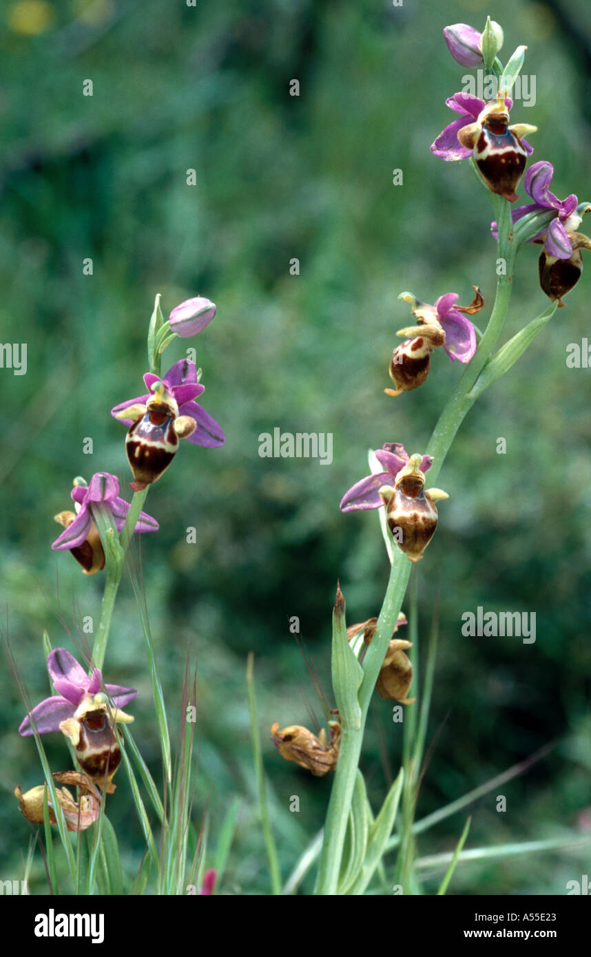 Scolopax hi-res stock photography and images - Alamy