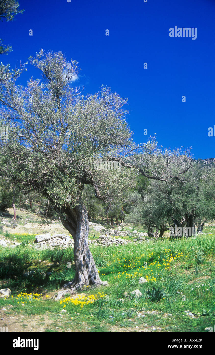 Olive grove cyprus hi-res stock photography and images - Alamy