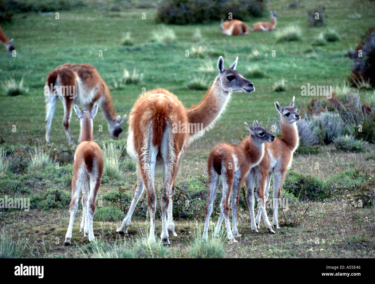 Guanacos in chile hi-res stock photography and images - Alamy