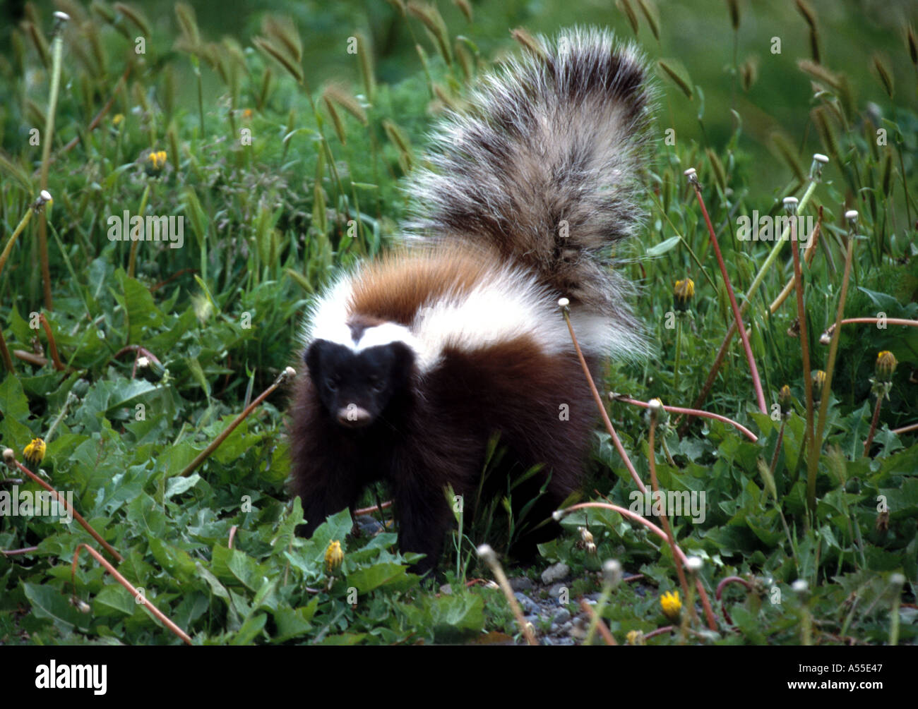 patagonian skunk in Torres del Paine Stock Photo - Alamy