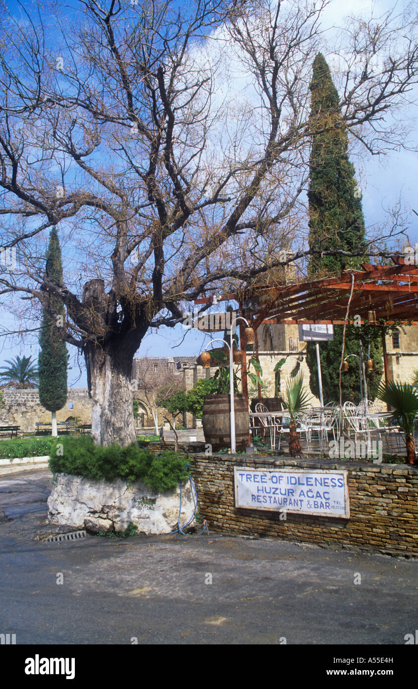 Tree of Idleness, Beylerbeyi, Bellapais, Northern Cyprus, T.R.N.C Stock ...