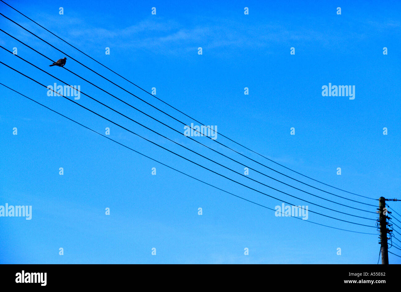 Bird on a wire Stock Photo - Alamy