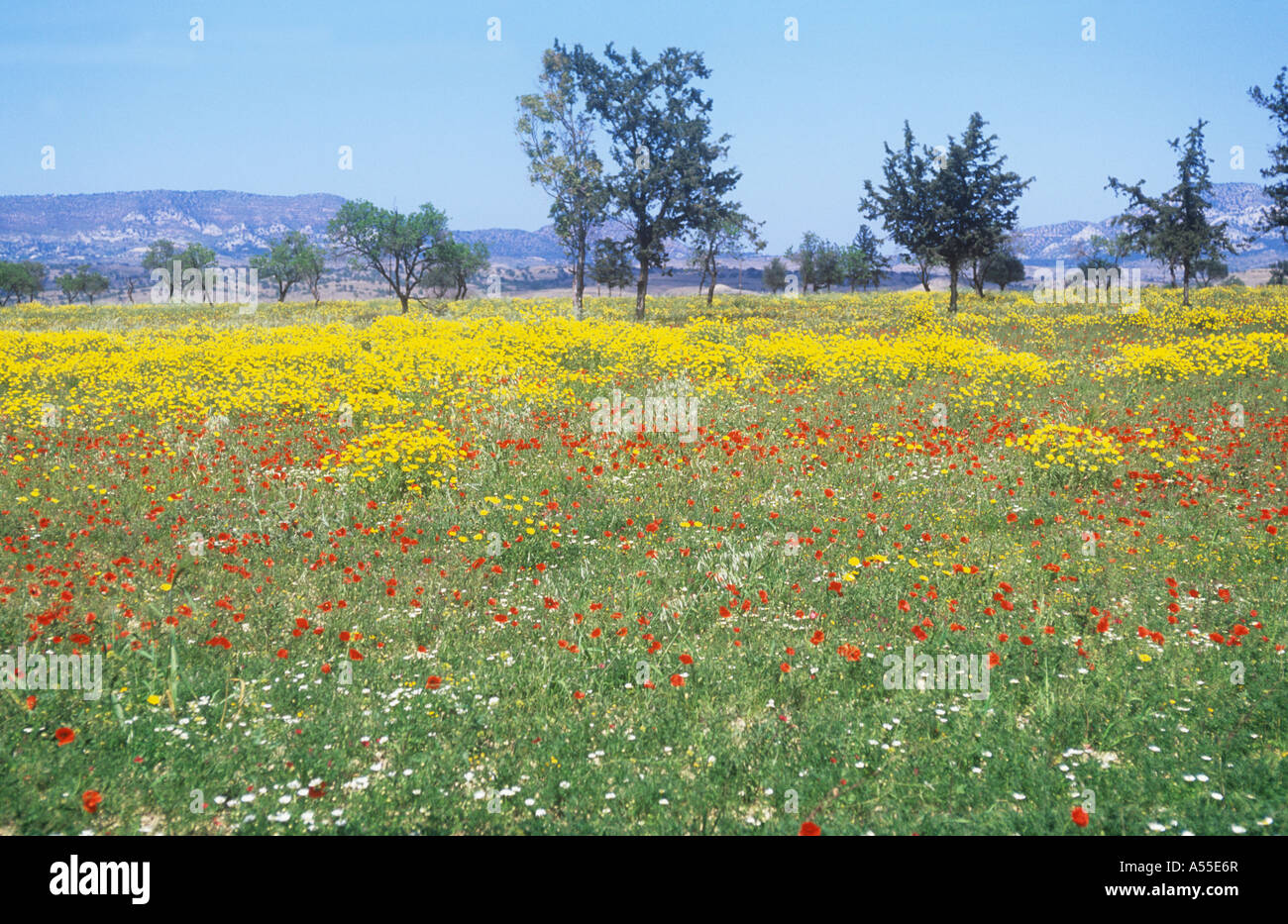 Cyprus wildflowers hi-res stock photography and images - Alamy