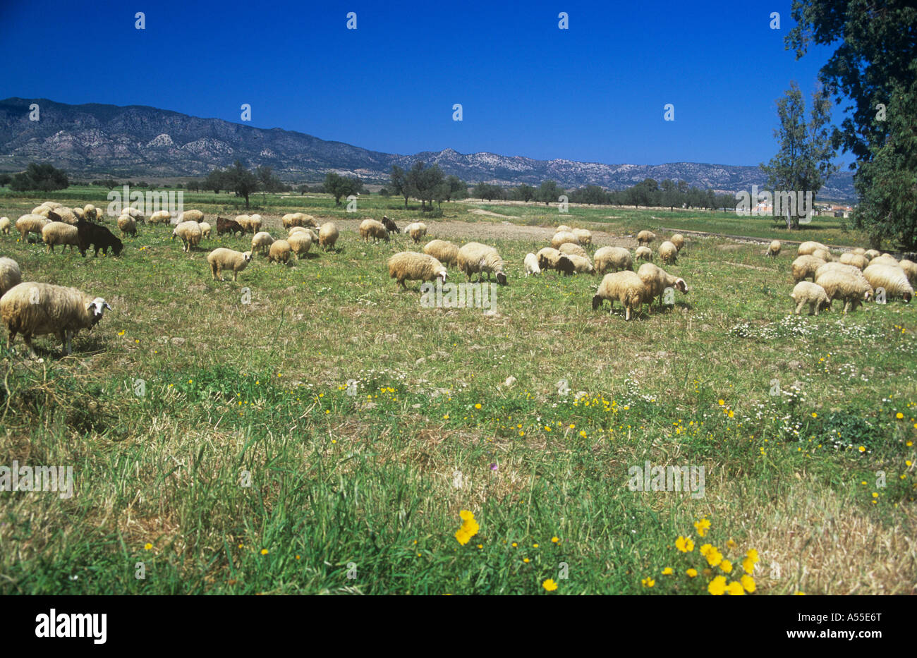 landscape with sheep, near Gonendere, Northern Cyprus, T.R.N.C Stock ...