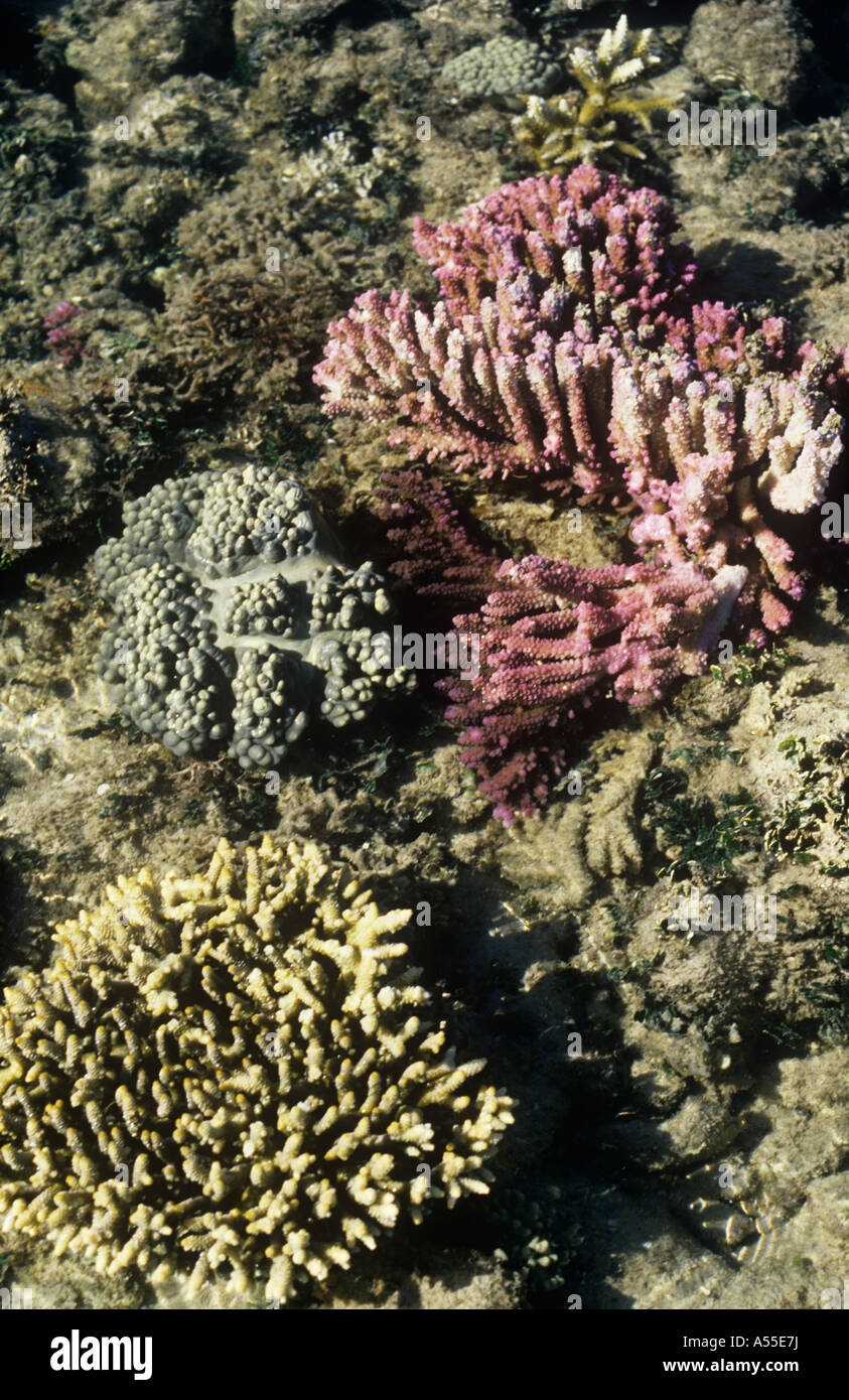 coral reef at low tide, Great Barrier Reef, Green Island, Queensland ...