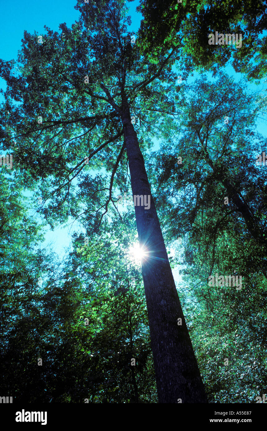 hardwood trees back lit by sun Stock Photo - Alamy