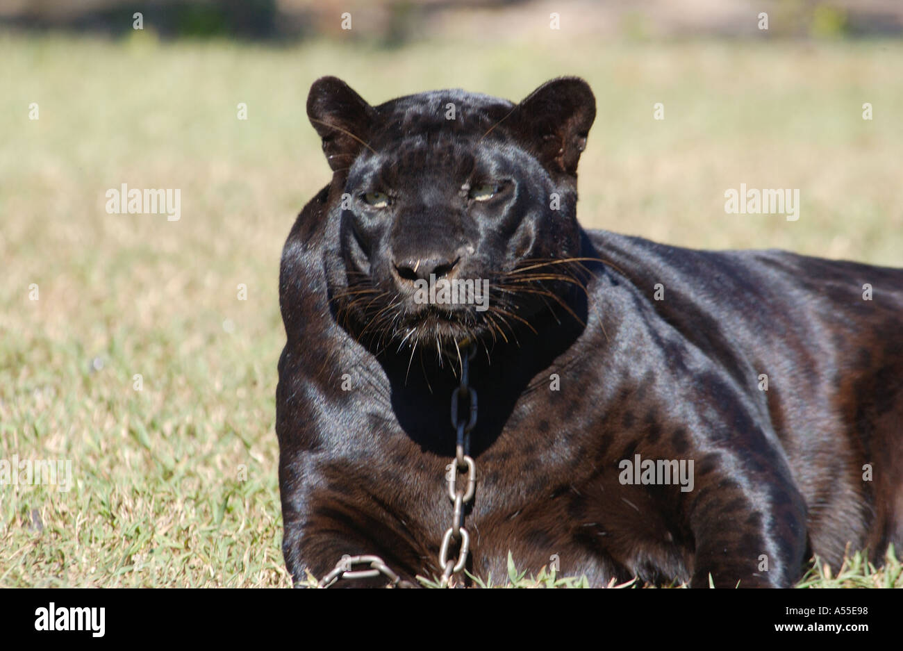 Black Asian Leopard native of Asia and Africa Stock Photo - Alamy
