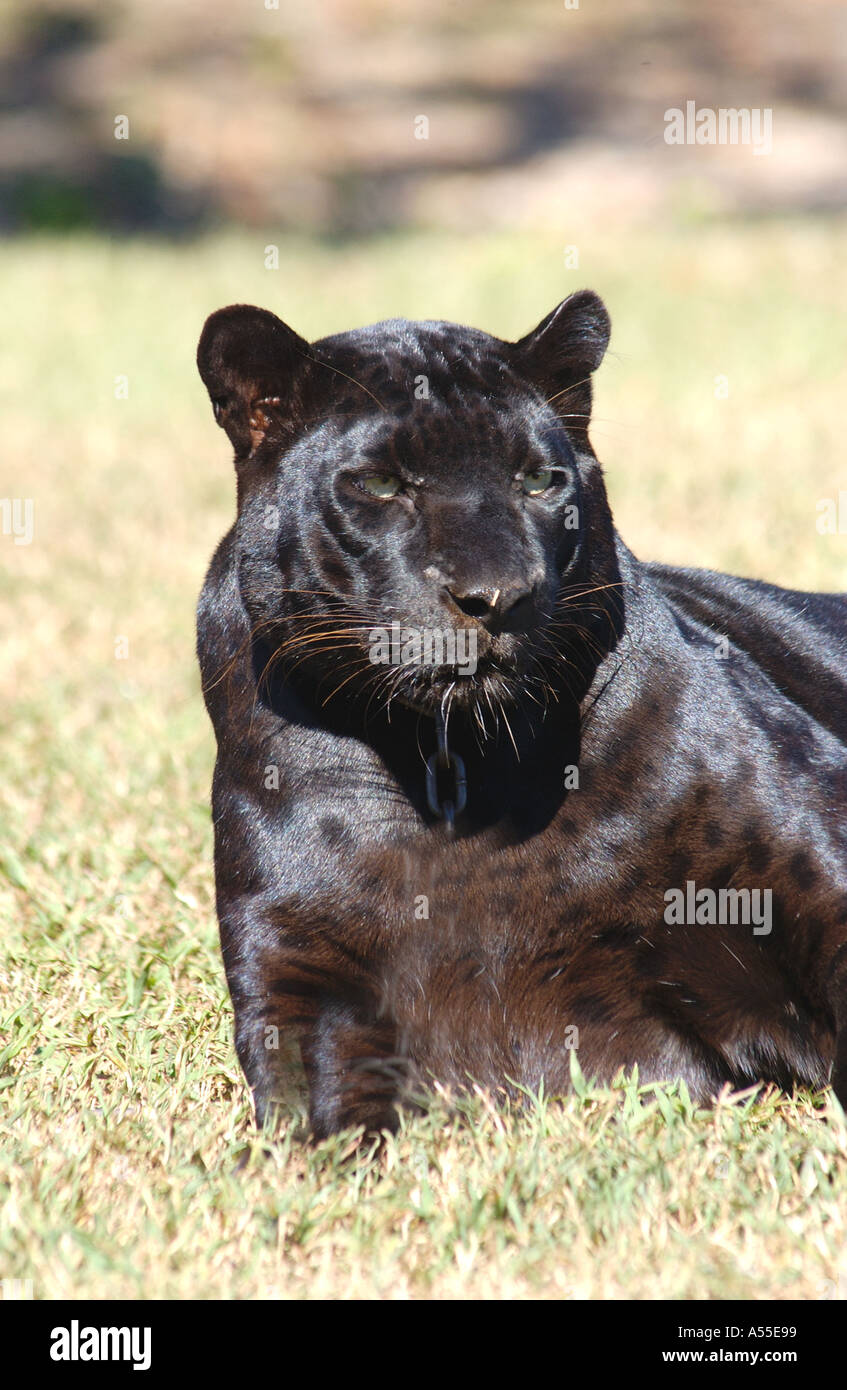 Black female Leopard Stock Photo - Alamy