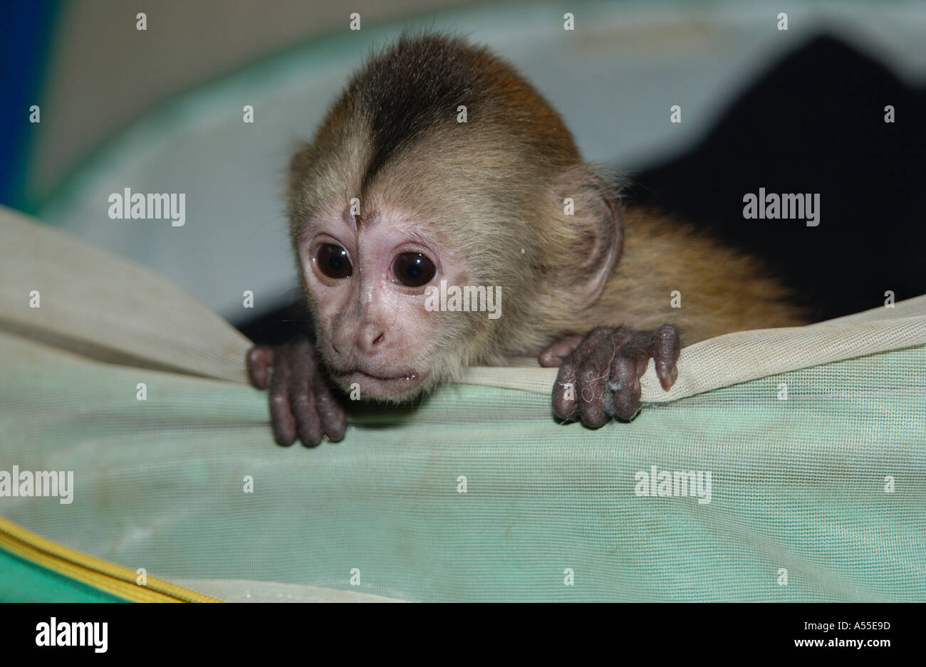 Cinnamon Capuchin Monkey Stock Photo - Alamy