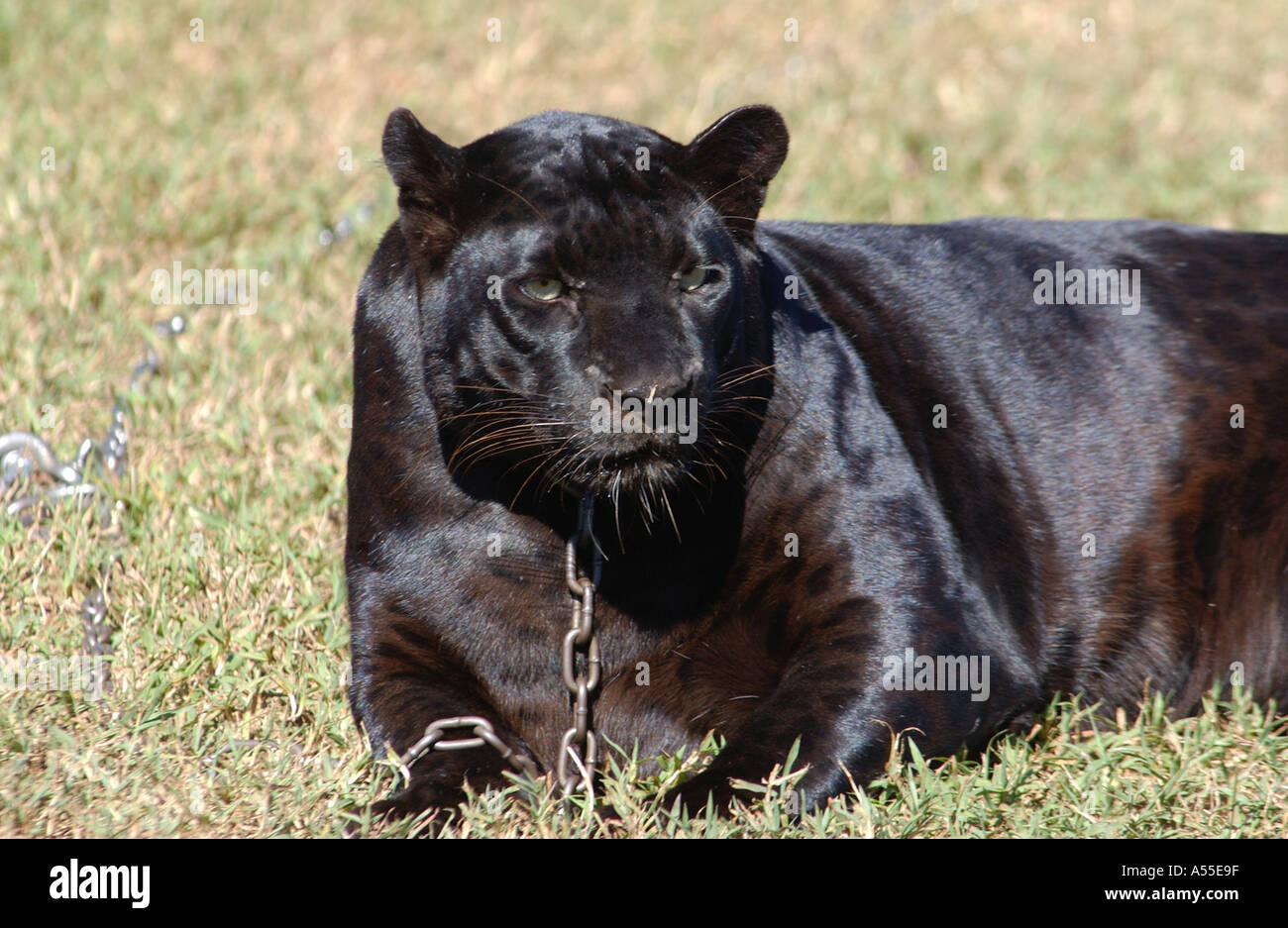 Black Female Leopard native to Asia and Africa Stock Photo - Alamy