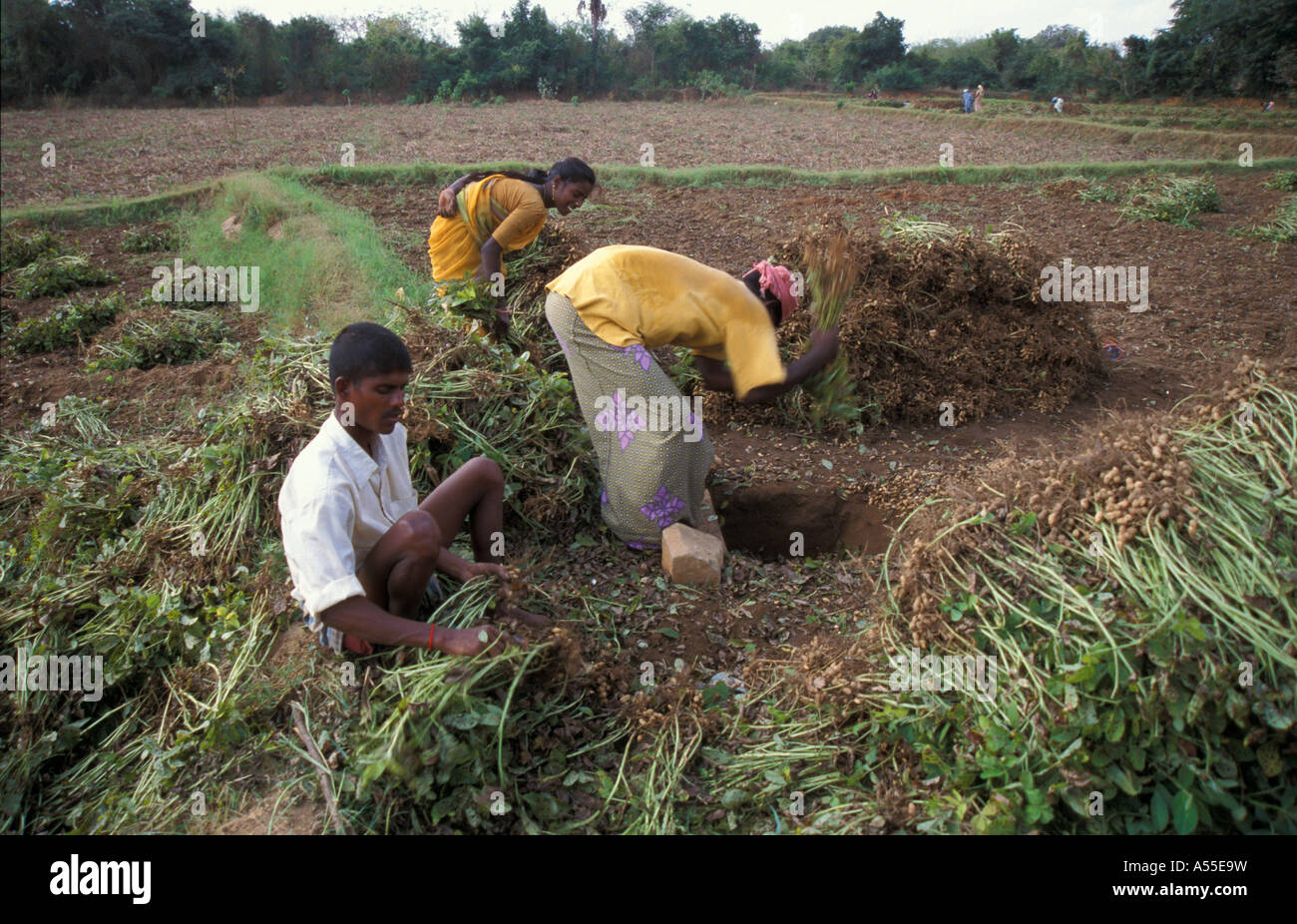 Harvesting groundnuts hi-res stock photography and images - Alamy