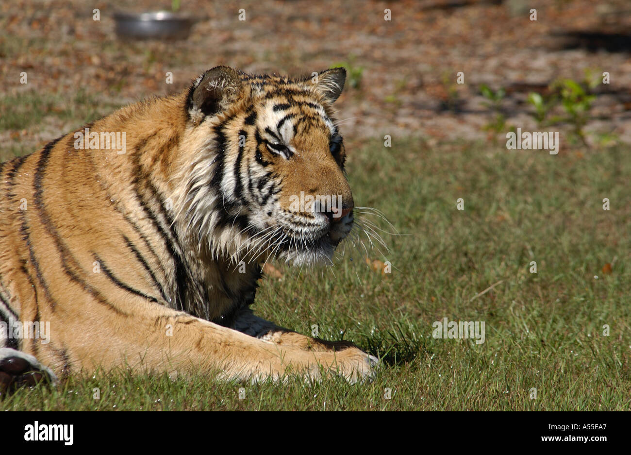 Siberian Tiger native to South and East Asia Stock Photo - Alamy