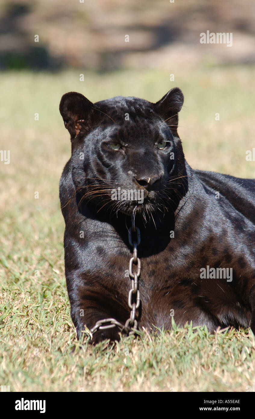 Black asian leopard native asia hi-res stock photography and images - Alamy