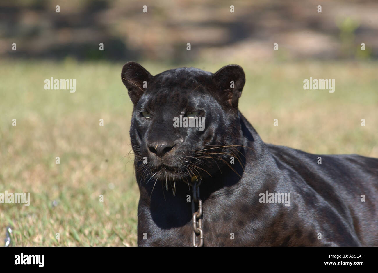 Black asian leopard native asia hi-res stock photography and images - Alamy