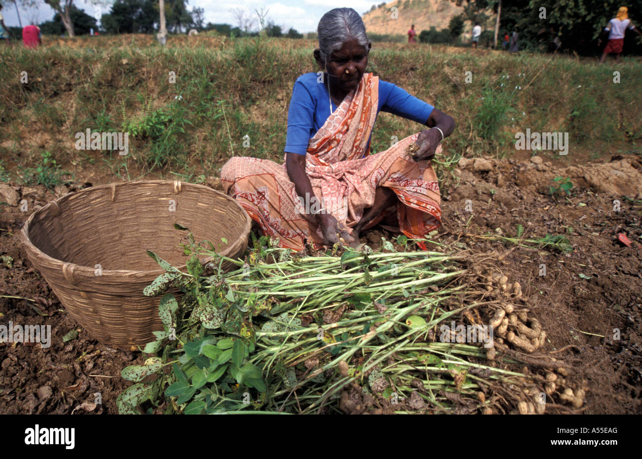Painet ik0409 india woman labourer harvesting groundnuts kannikapuram ...