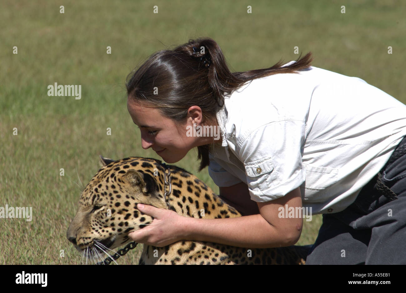 Leopard native to Africa and Asia Animal care handler Kathryn Wohlrab ...