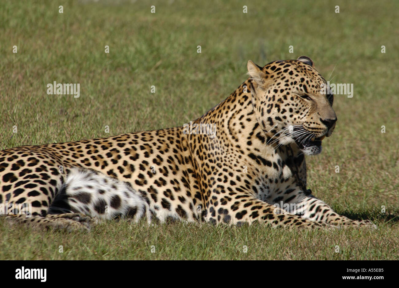 Leopard lives in Africa and Asia Stock Photo - Alamy