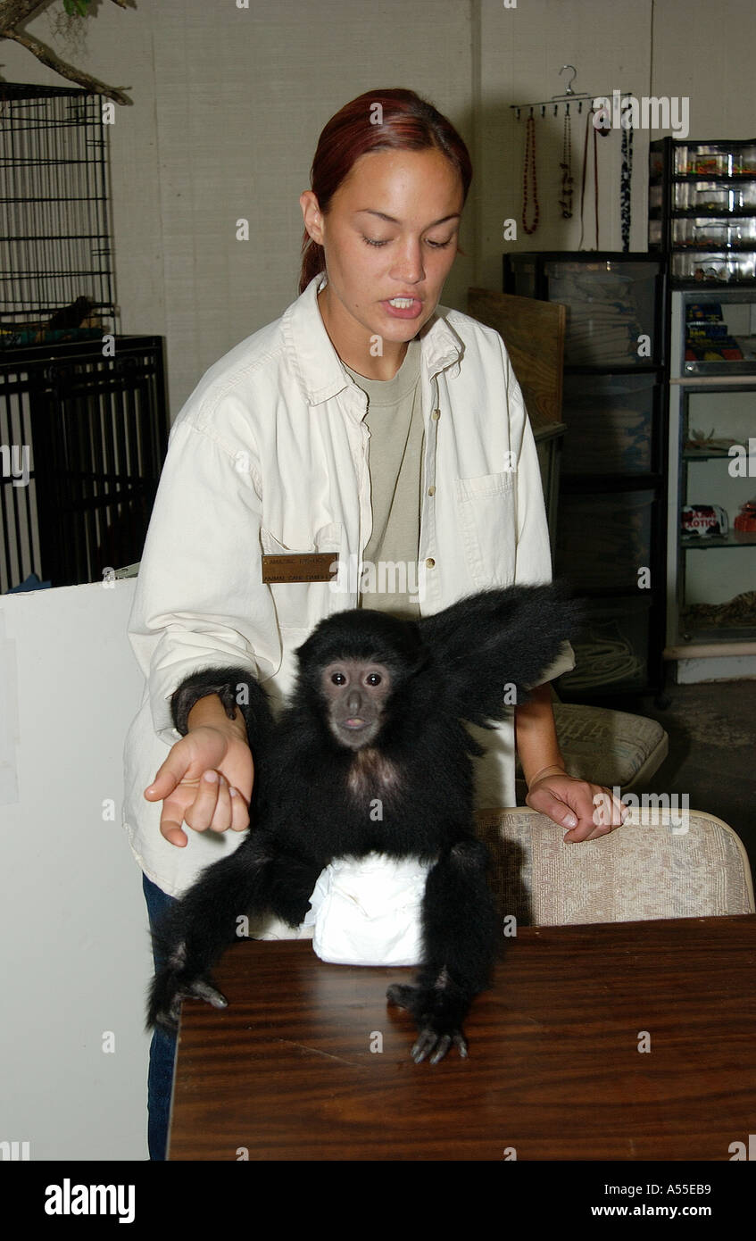 Siamang Apes Native to S E Asia Stock Photo - Alamy