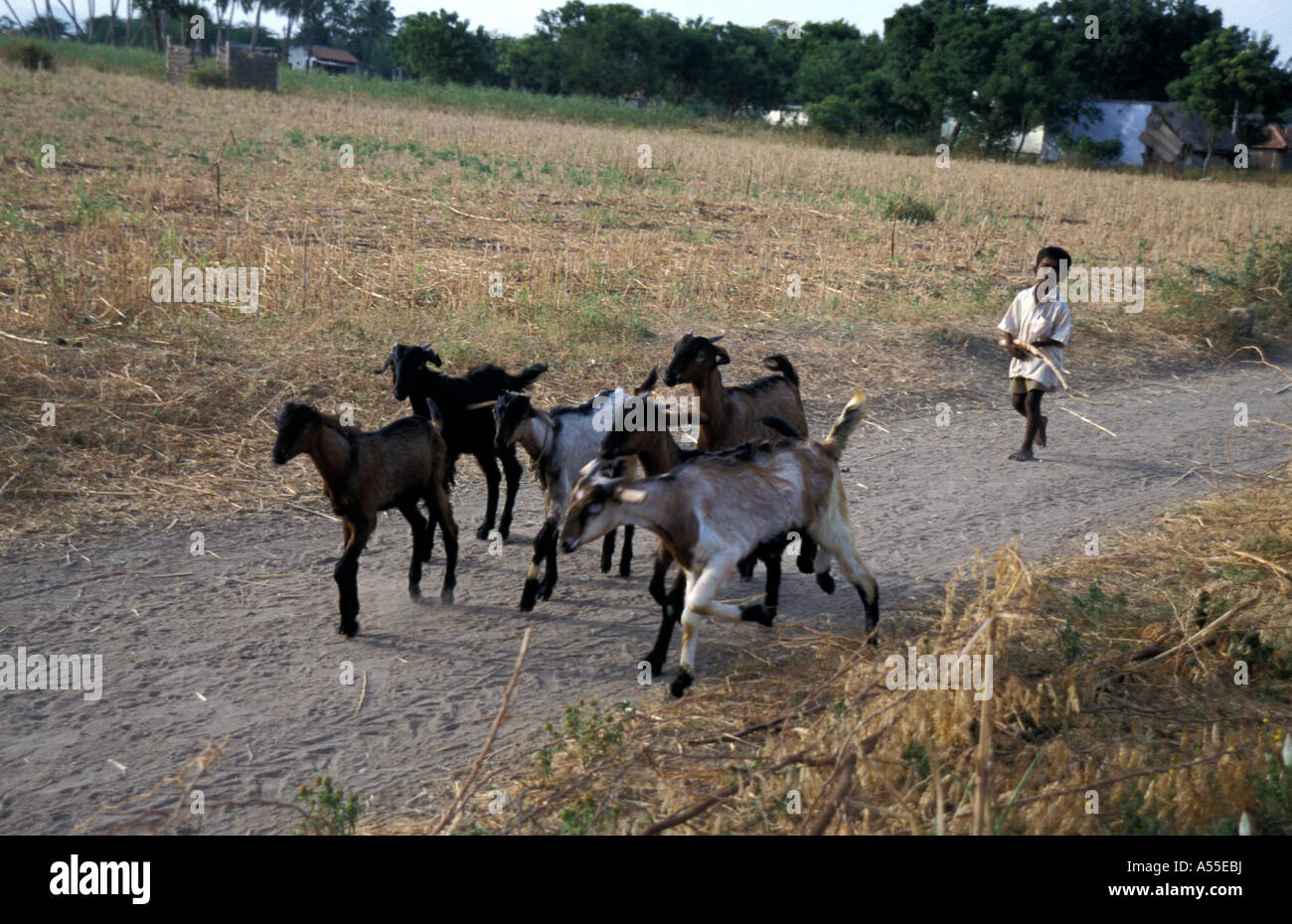 Painet ik0423 india boy herding goats madurai tamil nadu 2003 country ...