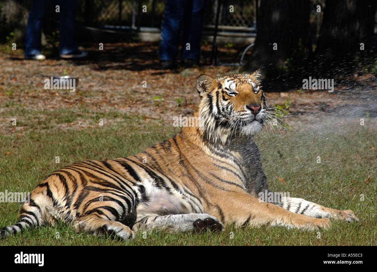 Siberian Tiger native to South and East Asia Stock Photo - Alamy