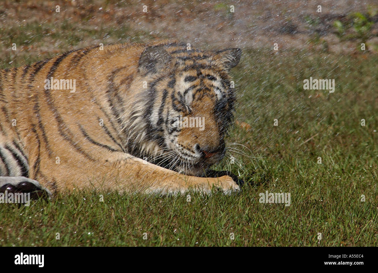 Siberian Tiger native to south and east Asia Stock Photo - Alamy