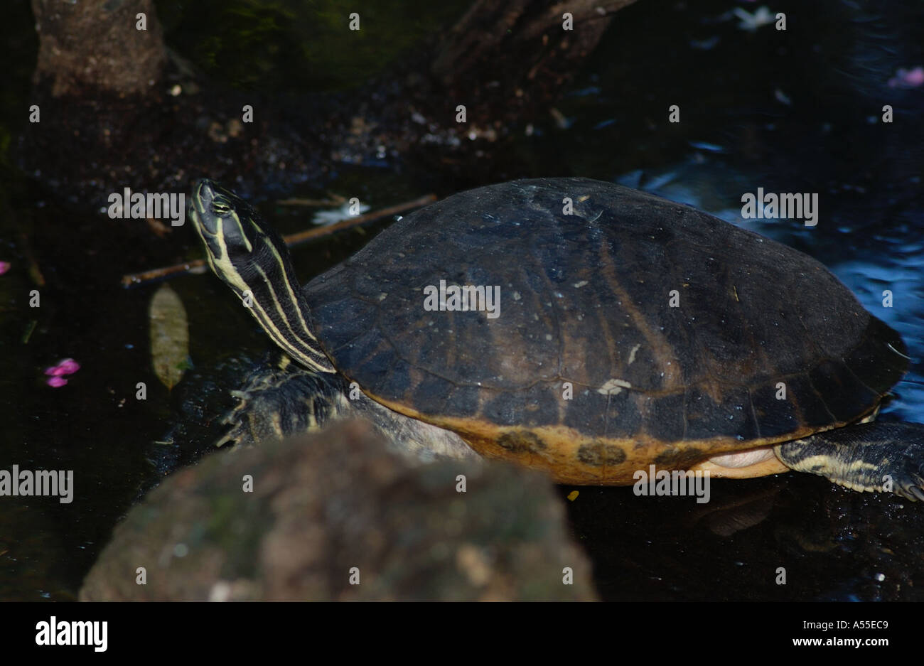 Florida native turtle hi-res stock photography and images - Alamy