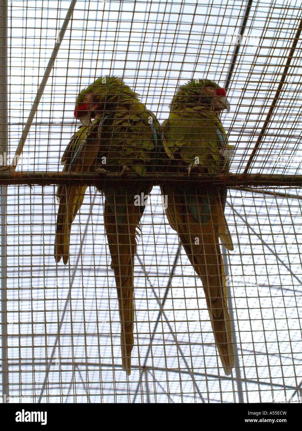 parrot in a cage Stock Photo - Alamy