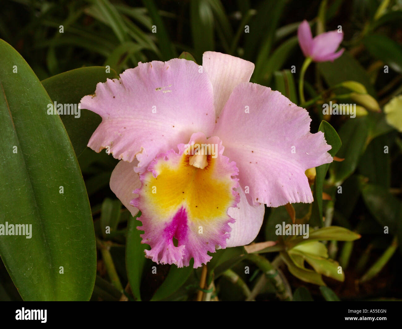 Madeira orchids hi-res stock photography and images - Alamy