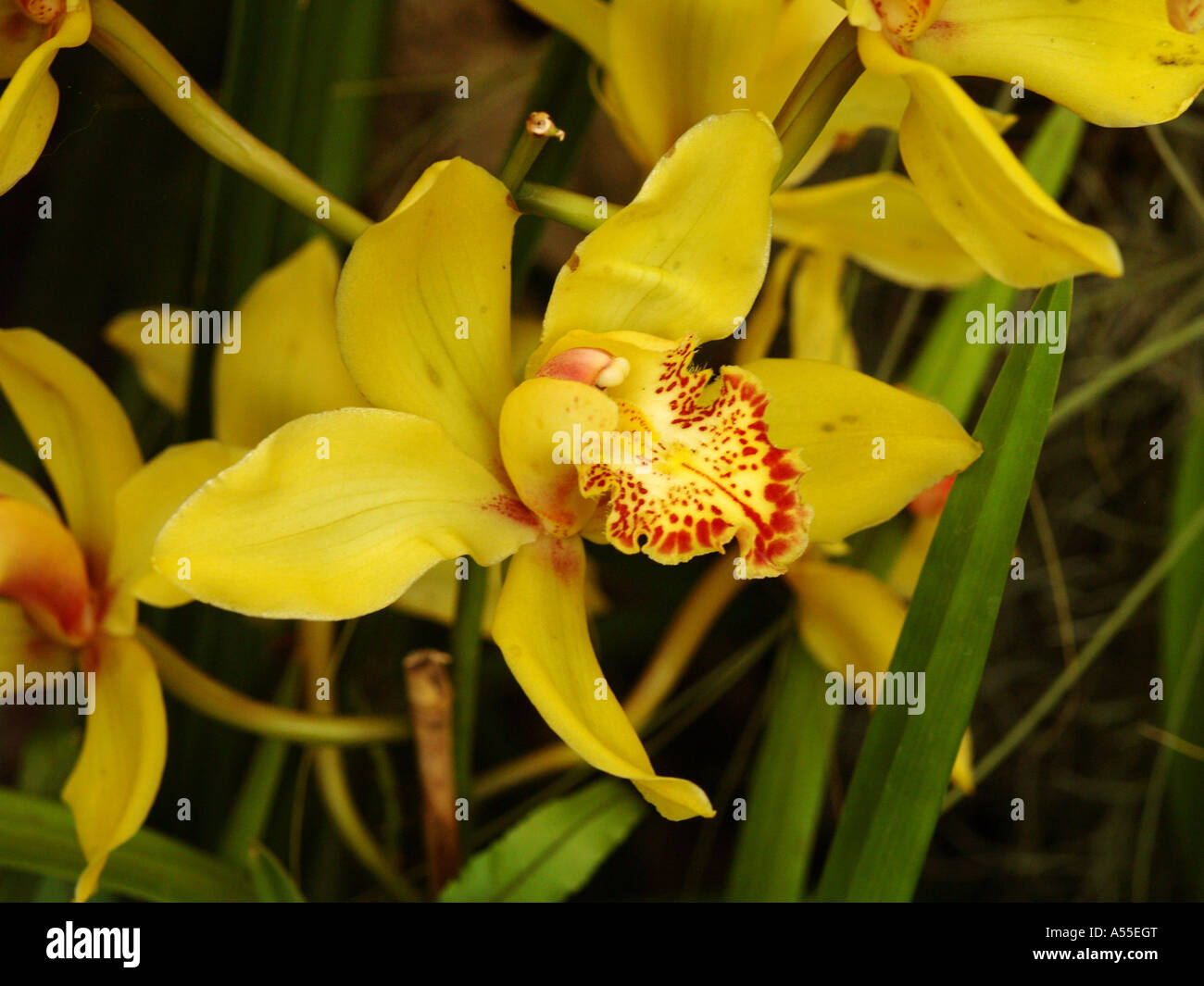 orchids garden, flowerage of Madeira Stock Photo - Alamy