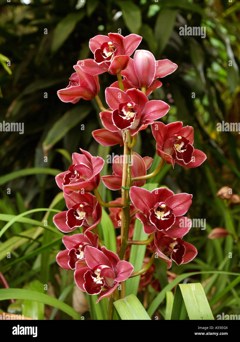 Madeira garden orchid hi-res stock photography and images - Alamy