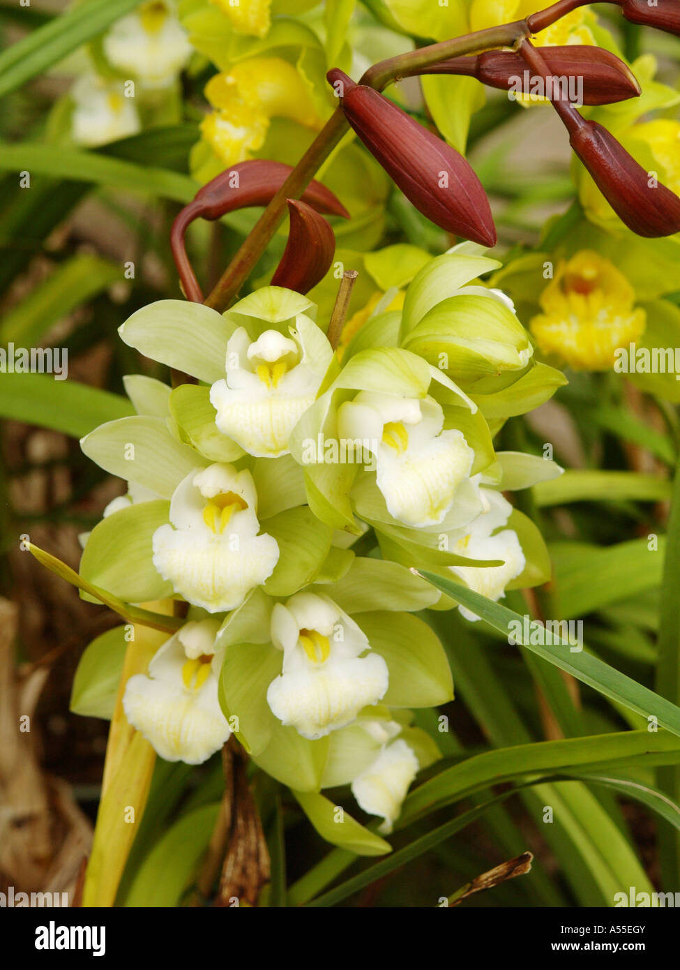 orchids garden, flowerage of Madeira Stock Photo - Alamy
