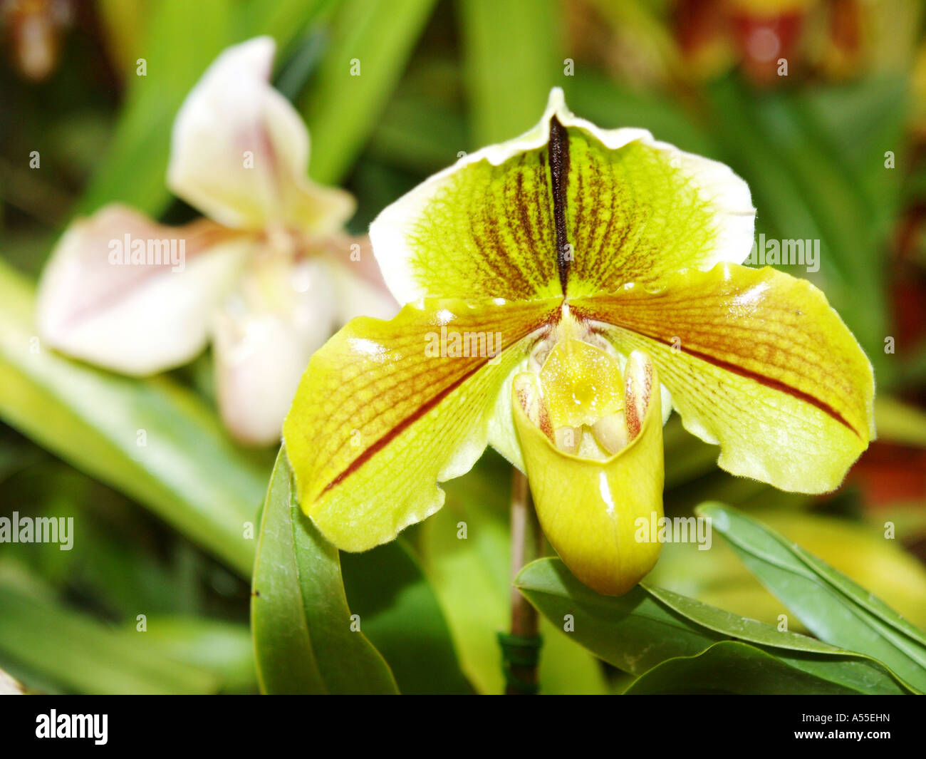 orchids garden, flowerage of Madeira, ladys slipper Stock Photo - Alamy