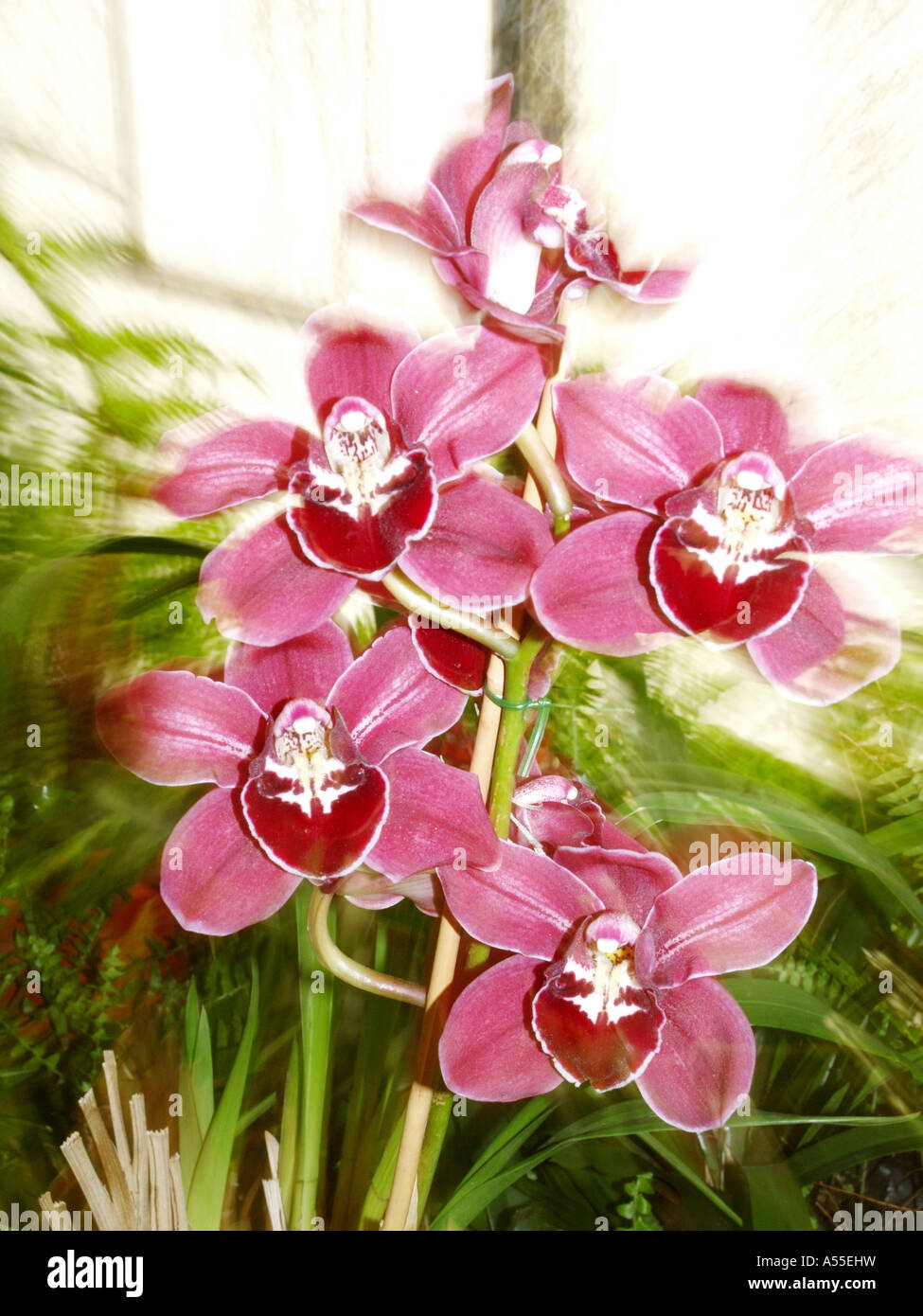 orchids garden, flowerage of Madeira Stock Photo - Alamy