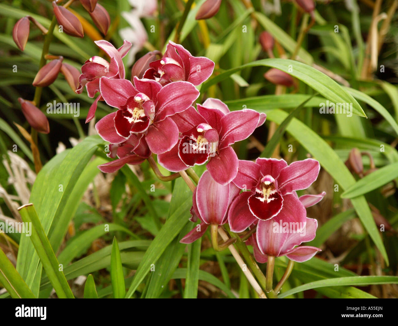 orchids garden, flowerage of Madeira Stock Photo - Alamy