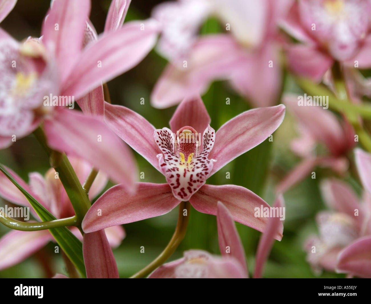 orchids garden, flowerage of Madeira Stock Photo - Alamy