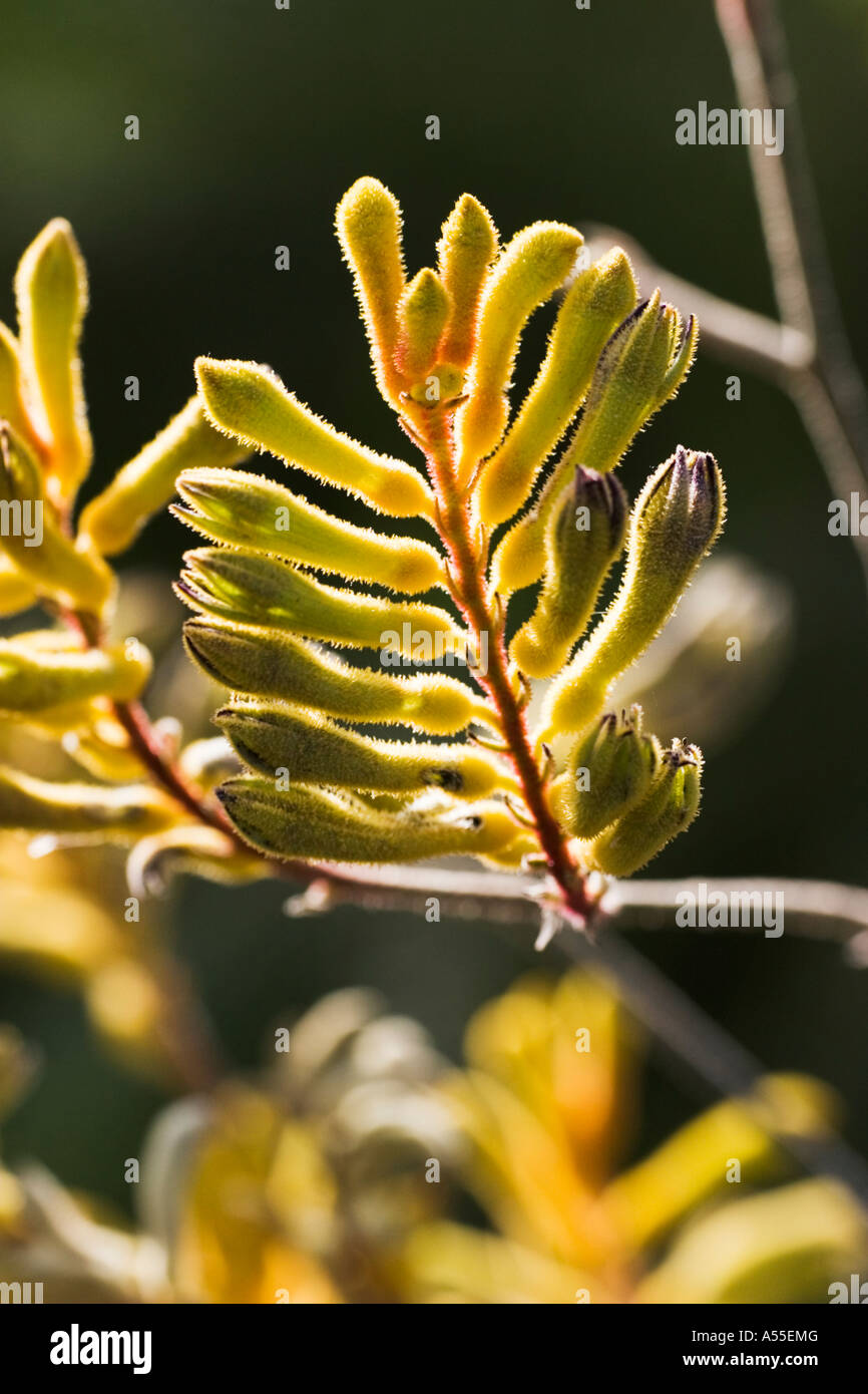 Anigozanthos flavidus xpulcherima Australian sword lily Tall kangaroo ...